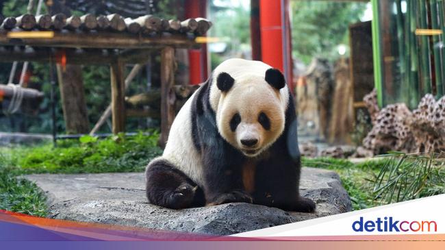 Kabar Baik, Giant Panda Bukan Lagi Satwa Terancam Punah