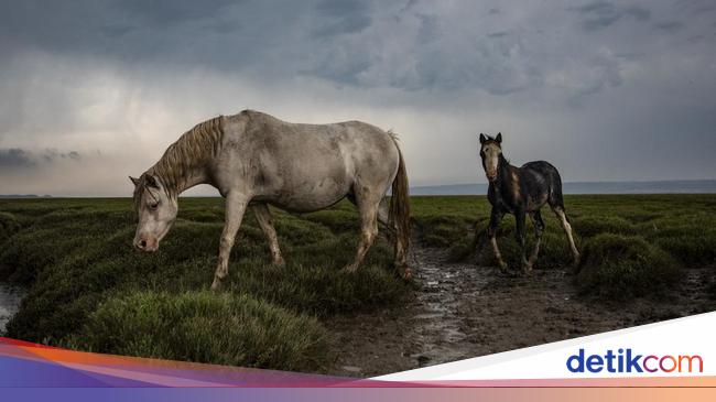 WWF: Populasi Satwa Liar Berkurang 68% dalam 46 Tahun