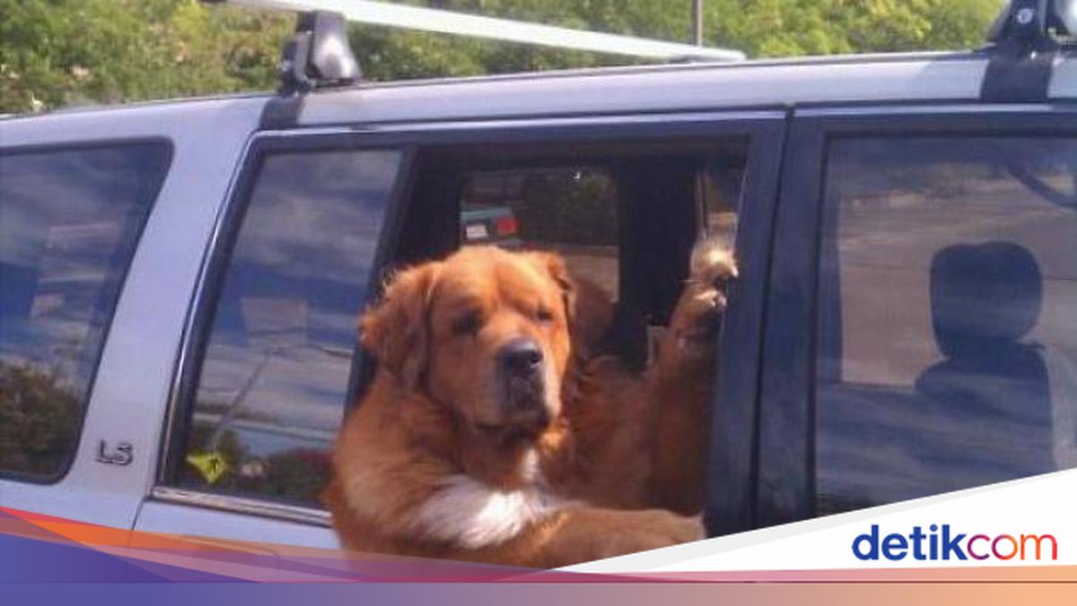 Potret Anjing-anjing 'Bergaya' Saat Naik Mobil