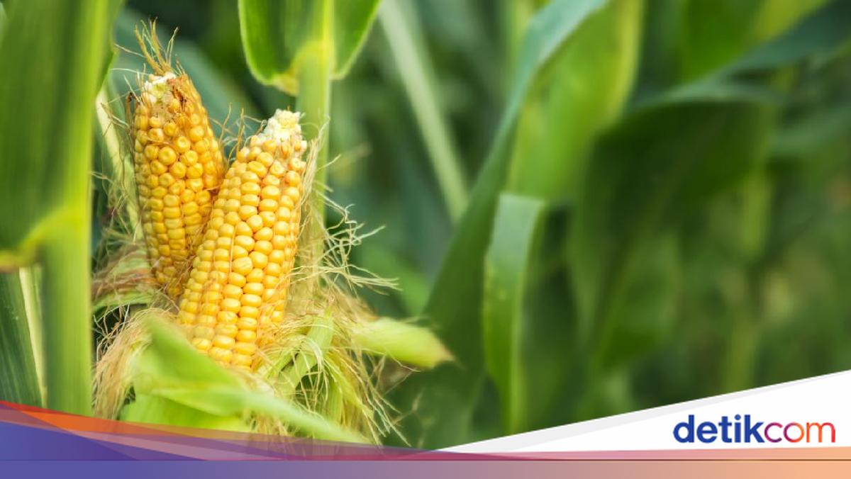 Mengenal Palawija: Manfaat, Jenis, dan Contoh Tanaman