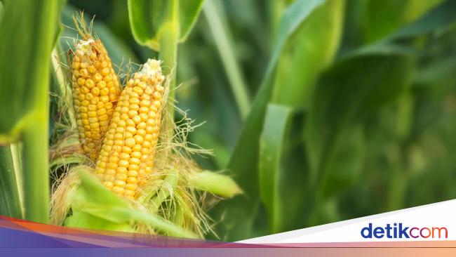 Mengenal Palawija: Manfaat, Jenis, dan Contoh Tanaman