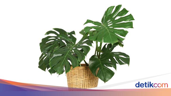 Deretan 43+ Tanaman Bunga Daun Terbaik - Informasi Seputar Tanaman Hias