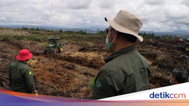 Kaitan Food Estate Jokowi Dan Proyek Pangan Era Soeharto