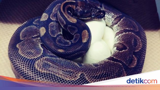 Ular Sanca Bertelur Tanpa Pejantan, Ilmuwan Bingung Ular Sanca Bertelur Tanpa Pejantan, Ilmuwan Bingung