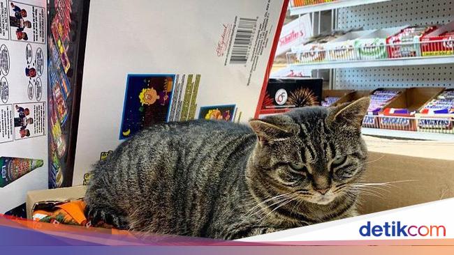 Potret Kucing Jalanan yang Juga Bisa Imut