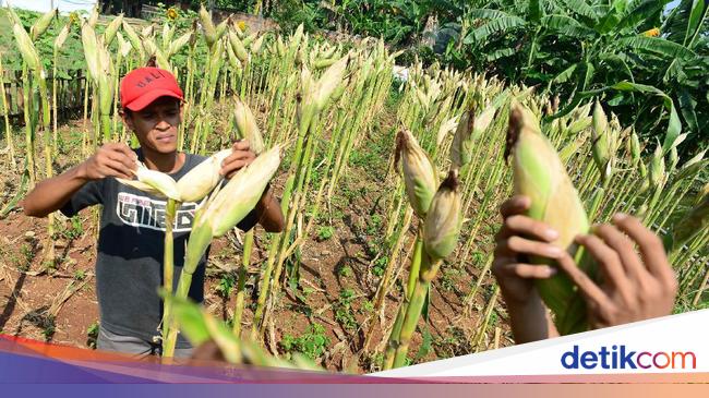 Lagu Menanam Jagung Dinyanyikan dengan Tempo Sedang, Simak Lirik dan ... Lagu Menanam Jagung Dinyanyikan dengan Tempo Sedang, Simak Lirik dan ...