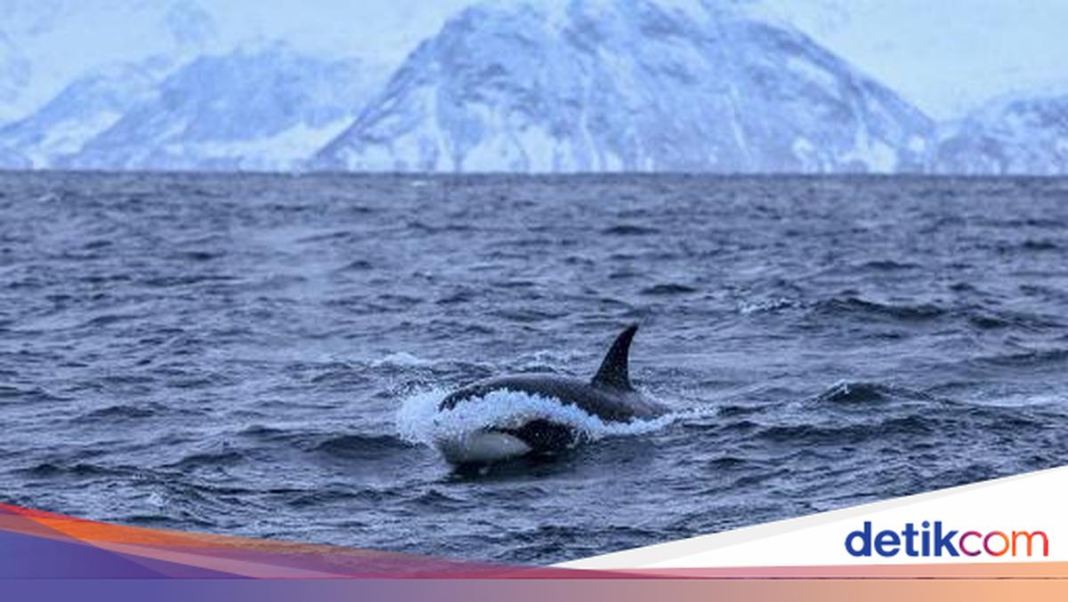 Paus Orca di Eropa Serang Kapal hingga Tenggelam, Pakar Ungkap Alasannya