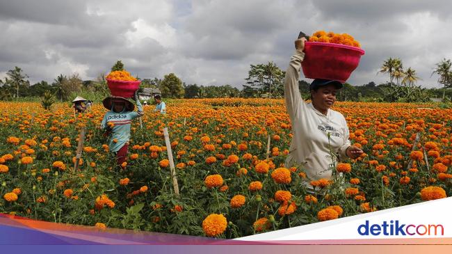 Panen Bunga Marigold di Bali