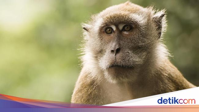 Pernah Makan Daging Monyet, Chef Stefu : Rasanya Enak