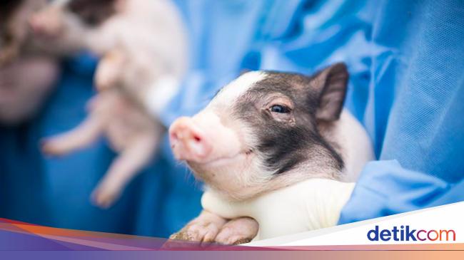 Transplantasi Organ Babi ke Manusia Mendekati Kenyataan