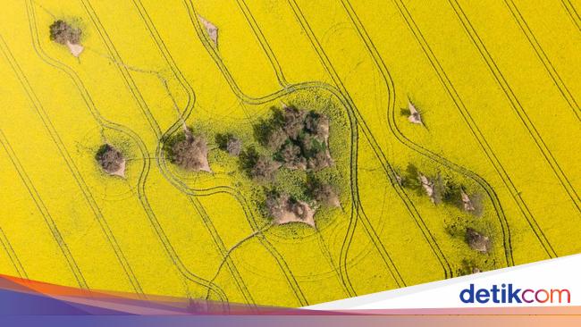 Indahnya Padang Bunga Bermekaran di Australia