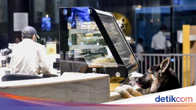 Ini Kafe Anjing Pertama di Arab Saudi yang Baru Saja Buka