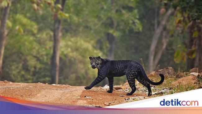 Penampakan Macan Tutul Hitam yang Sangat Langka