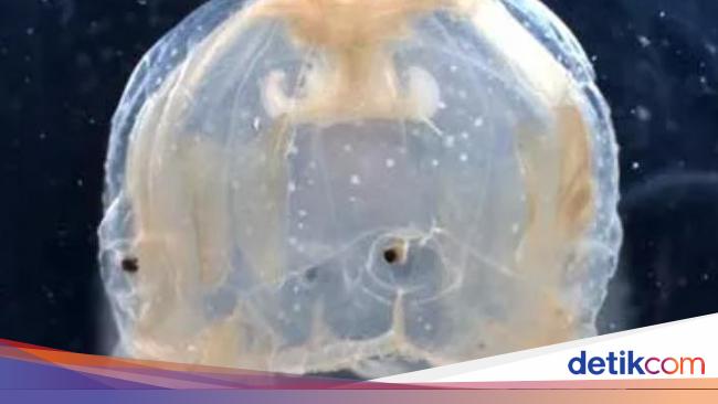 Disengat Ubur-ubur Kotak di Thailand, Turis Masuk RS Sebulan Lebih