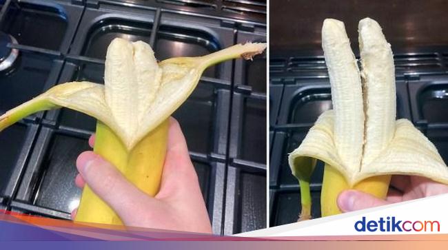 Berbuah Gantet dan Bertandan Seribu, 5 Fenomena Langka Pohon Pisang Unik