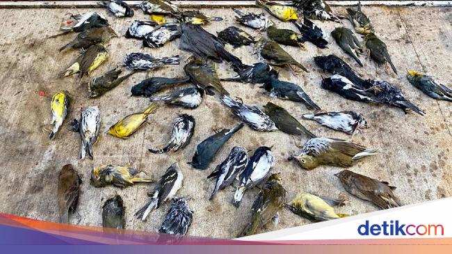 Ratusan Burung Mati Menabrak Tanah, Apa Penyebabnya?