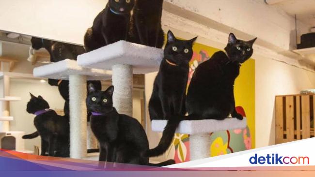 Kucing Pernah Dianggap sebagai Simbol Hal Buruk, Ini Penyebabnya