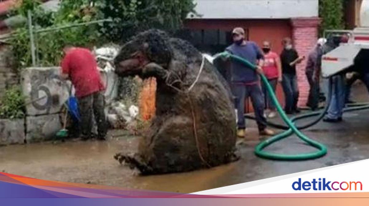 Mengenal Tikus Got, Si Tukang Makan yang Punya Banyak Skill