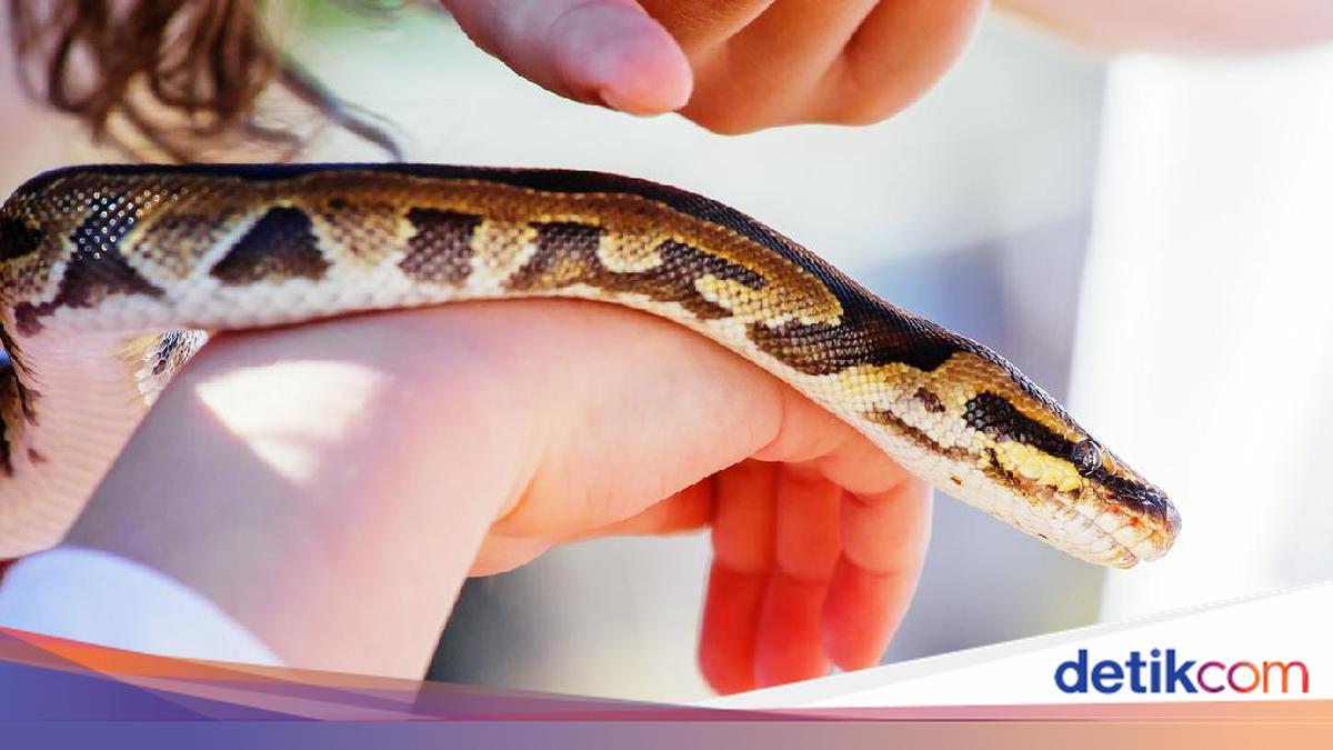 Kumpulan Peribahasa Indonesia dengan Unsur Ular Beserta Artinya