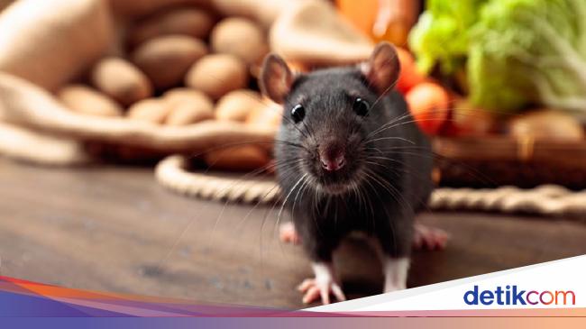 'Tikus Got' Ukuran Raksasa, Pramugari yang Asuh Bayi di Pesawat