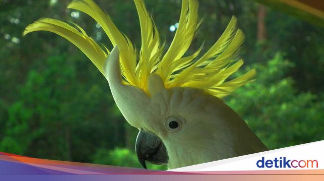 Mengenal 2 Jenis Burung Kakatua dari Papua