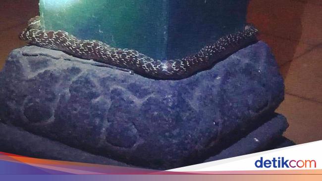 Cara Menghadapi Ular Cicak yang Ditemukan di Keraton Yogya