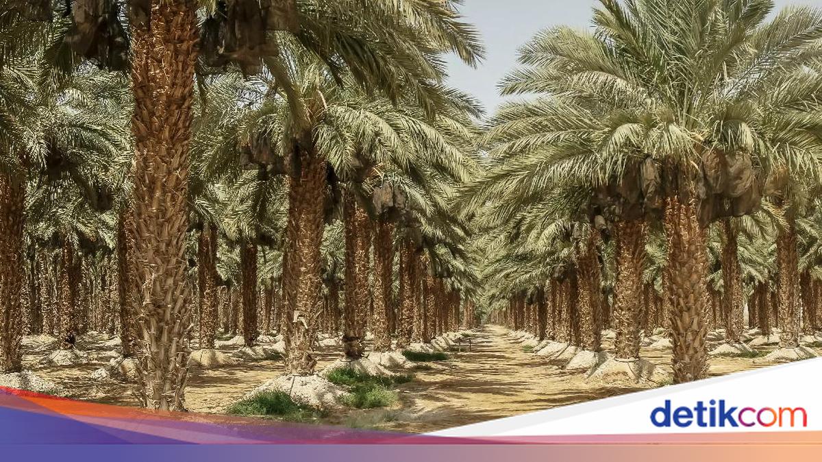 Kisah Sedekahnya Abu Thalhah dan Kebun Kurma Bairuha