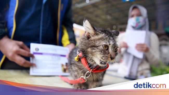 Jaringan Ikat pada Hewan: Fungsi, Faktor Penyusun, dan Jenisnya