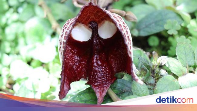 Deretan Tanaman Aneh Bak di Planet Alien