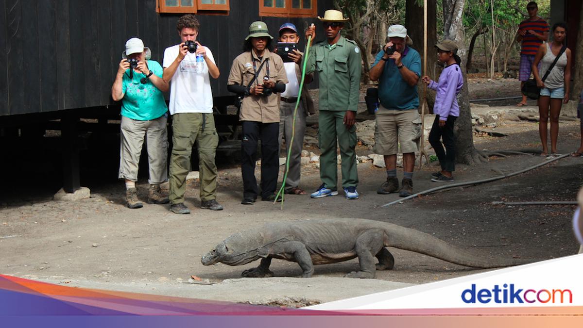 Saat Orang Labuan Bajo Bingung dengan Istilah Jurassic Park