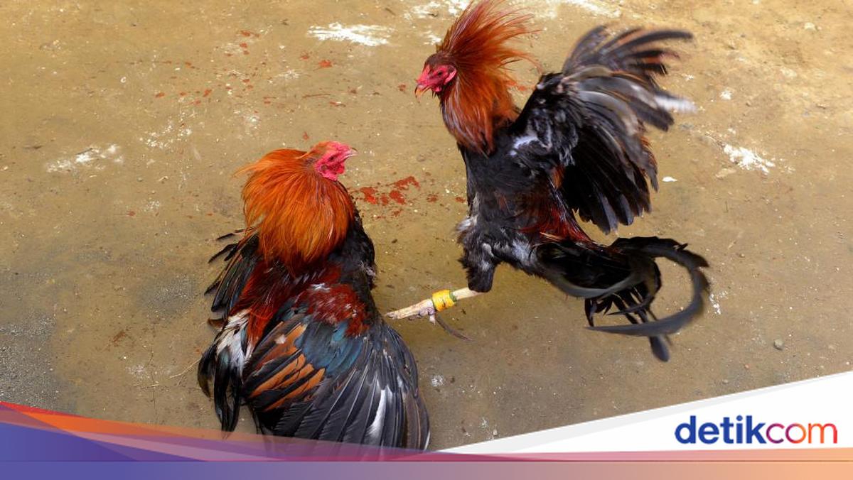Apa Itu Sabung Ayam dan Kenapa Dilarang di Indonesia? Berikut Sejarah ...