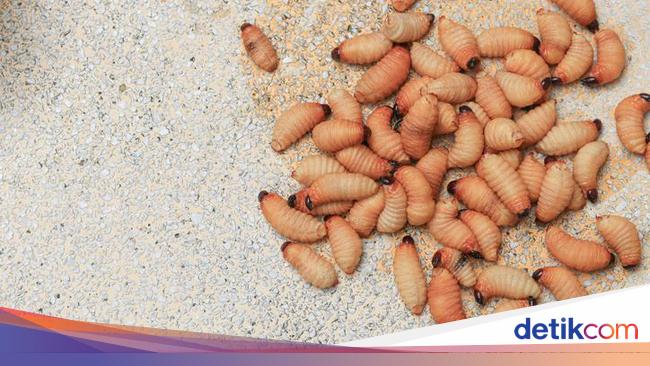 Ulat Sagu, Kuliner Ekstrem Indonesia yang Tinggi Protein
