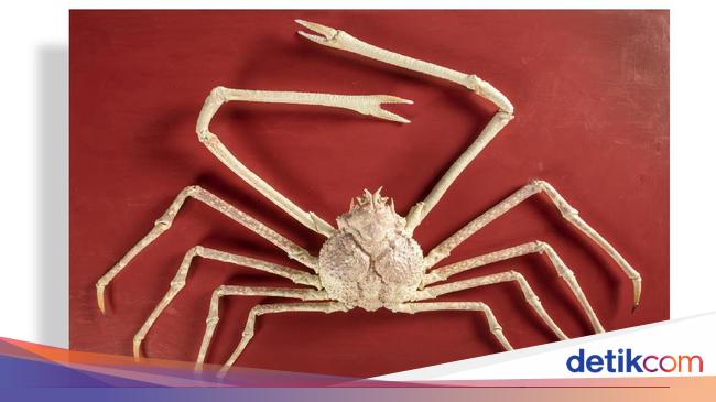 5 Kepiting Termahal di Dunia, Seekor Saja Bisa Lunasi Cicilan Rumah