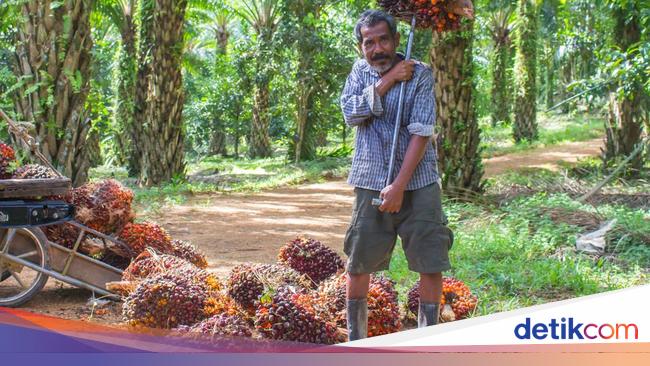 Kao, Apical, & Asian Agri Luncurkan SMILE untuk Bantu Petani Sawit
