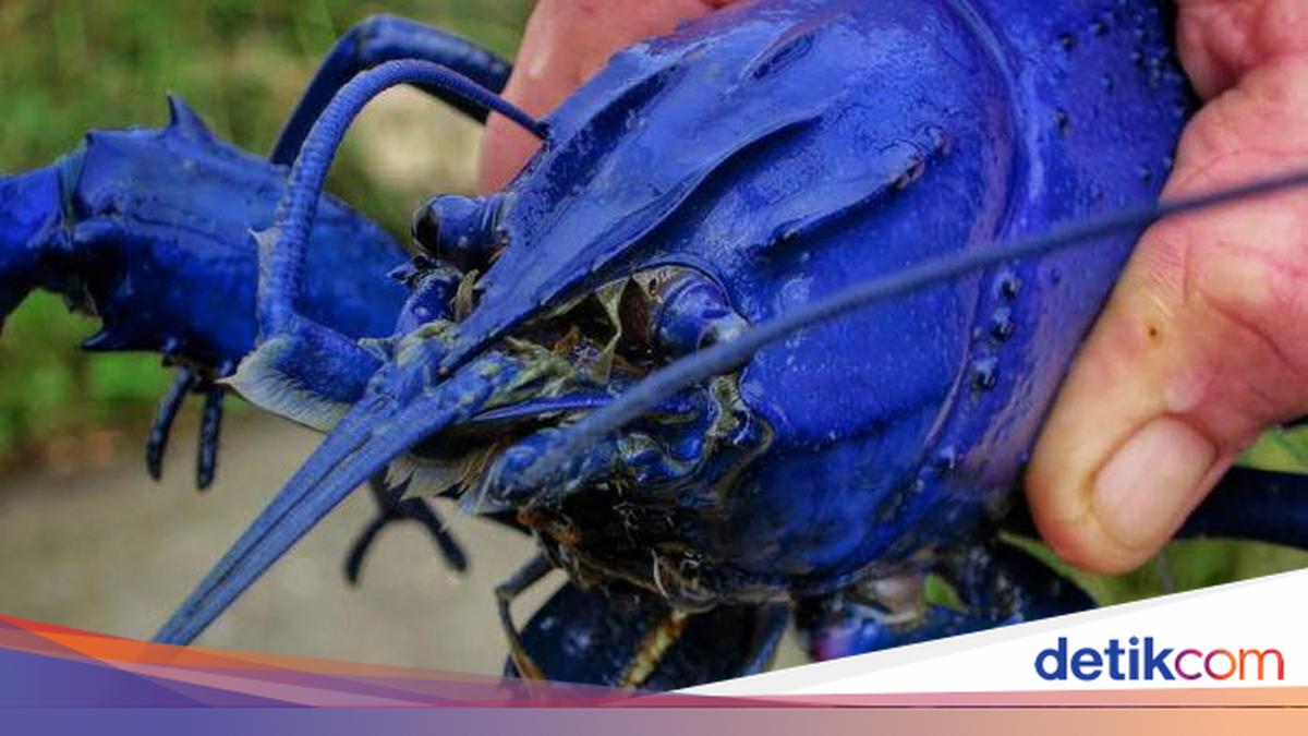 Udang Biru dengan Harga Rp 2,5 Juta Ini Banyak Dicari, Anda Sudah Punya?