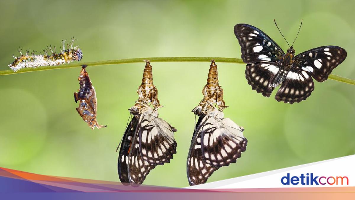 Tipe-tipe Metamorfosis pada Serangga beserta Tahapannya, Siswa Sudah Tahu?