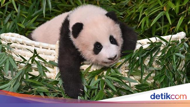 Sejarah! Bayi Panda Kelahiran Korsel Pertama Diberi Nama Fu Bao