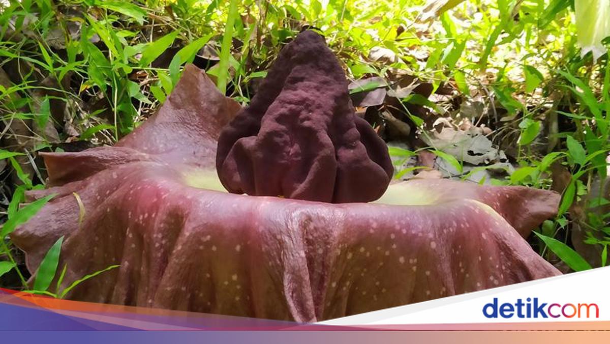 Bunga Bangkai Suwek Mekar di Magelang, Biasa Disantap Warga