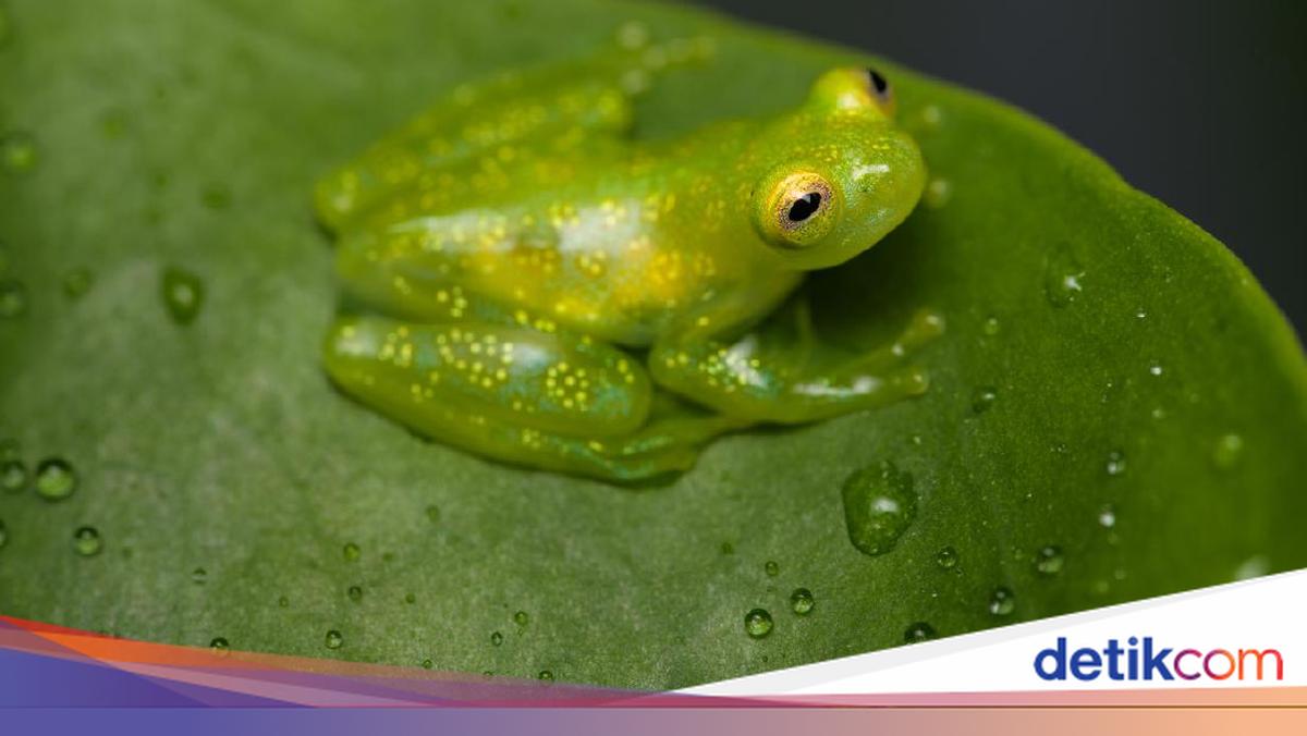 Waduh, Katak Betina Ternyata Suka Pura-pura Mati untuk Hindari Katak Jantan