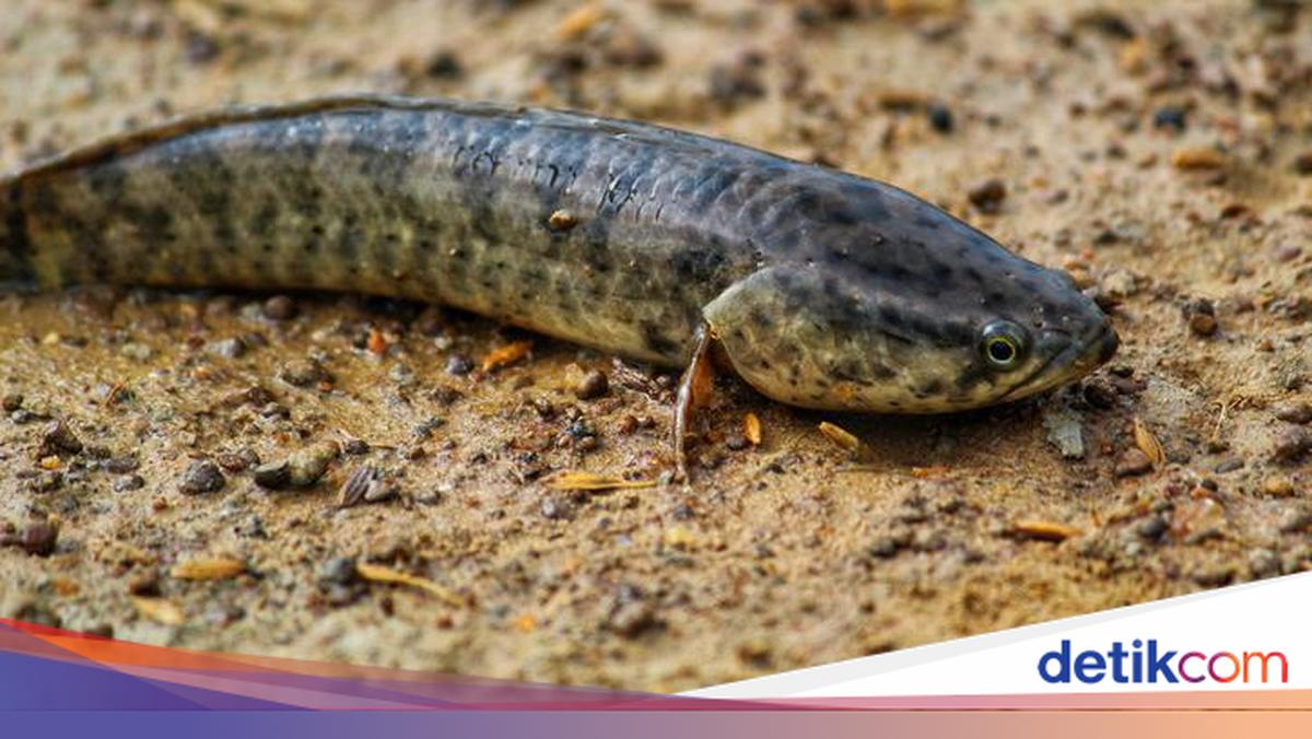 20 Manfaat Ikan Gabus untuk Kesehatan, Penderita Diabetes Wajib Tahu!