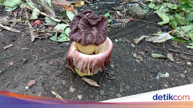 Melihat Bunga Berbau Busuk seperti Bangkai yang Ditanam Warga di Kudus