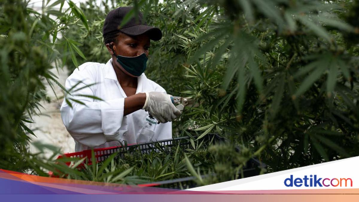 Thailand Giveaway 1 Juta Bibit Ganja buat Warganya