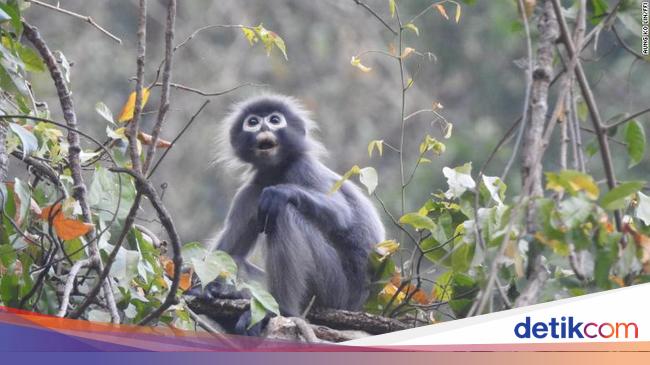Spesies Lutung Ini Baru Ditemukan, Eh Sudah Terancam Punah
