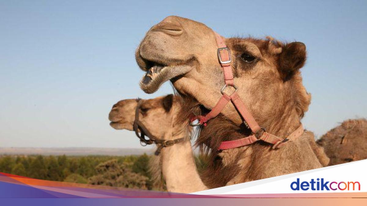 Minum Kencing Unta Sebagai Obat, Halal atau Haram?