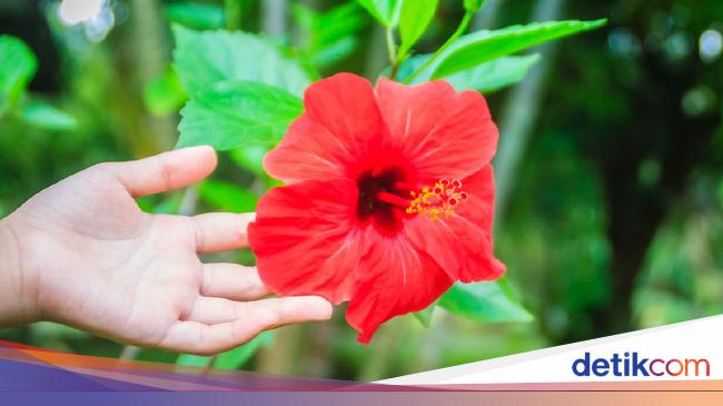 Kalender Jawa Selasa Pahing 20 Februari 2024: Besar Nafsunya