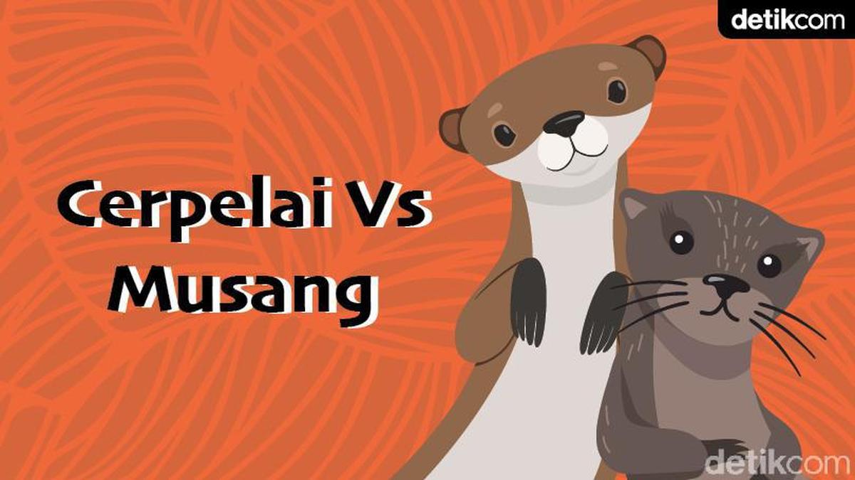 Jadi Sumber Mutasi Corona, Apa Sih Bedanya Cerpelai dengan Musang?