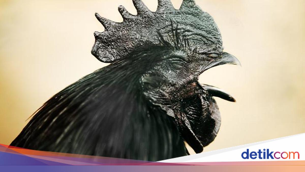 Ayam Cemani yang Hitam Total: Sejarah, Fakta Sains, dan Mitos