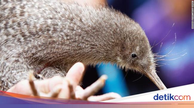 Kenali Ciri-ciri Burung Kiwi, Kebiasaan, dan Kehidupannya