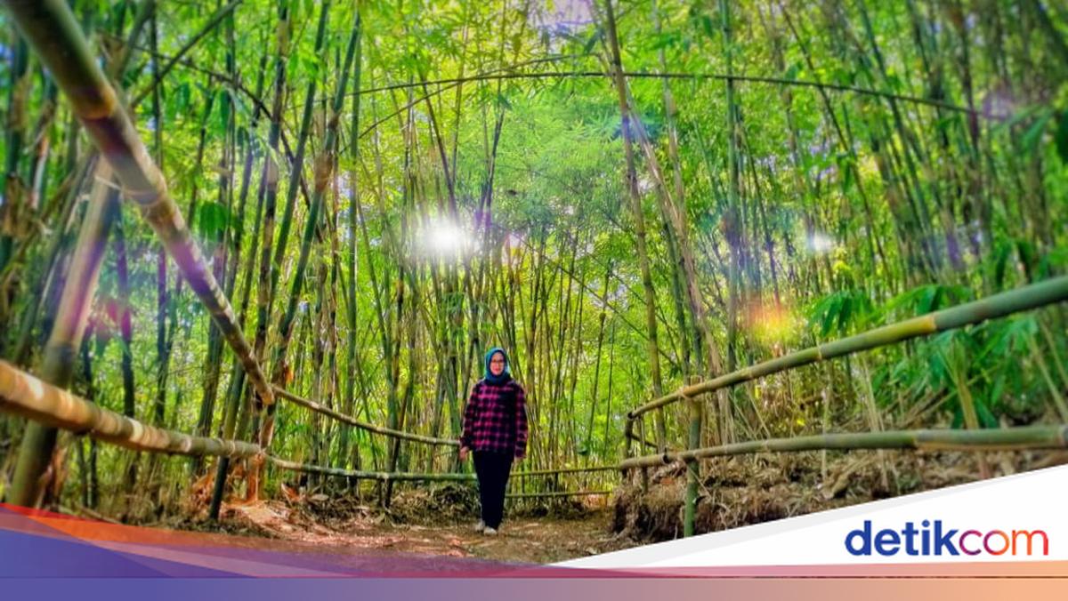Bukit Mbah Garut, Tempat Influencer Bikin Konten Tipu-tipu Hilang di Hutan