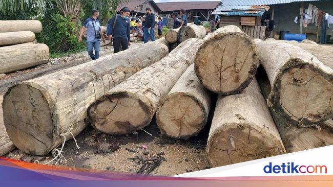 KLHK Tangkap Pelaku Kasus Pembalakan Liar di TN Bukit Tigapuluh